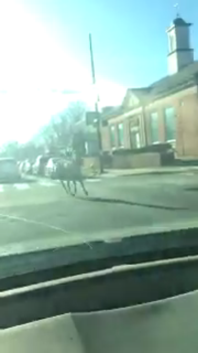 Two Escaped Circus Zebras Are Running Loose in West Philly - Crossing Broad