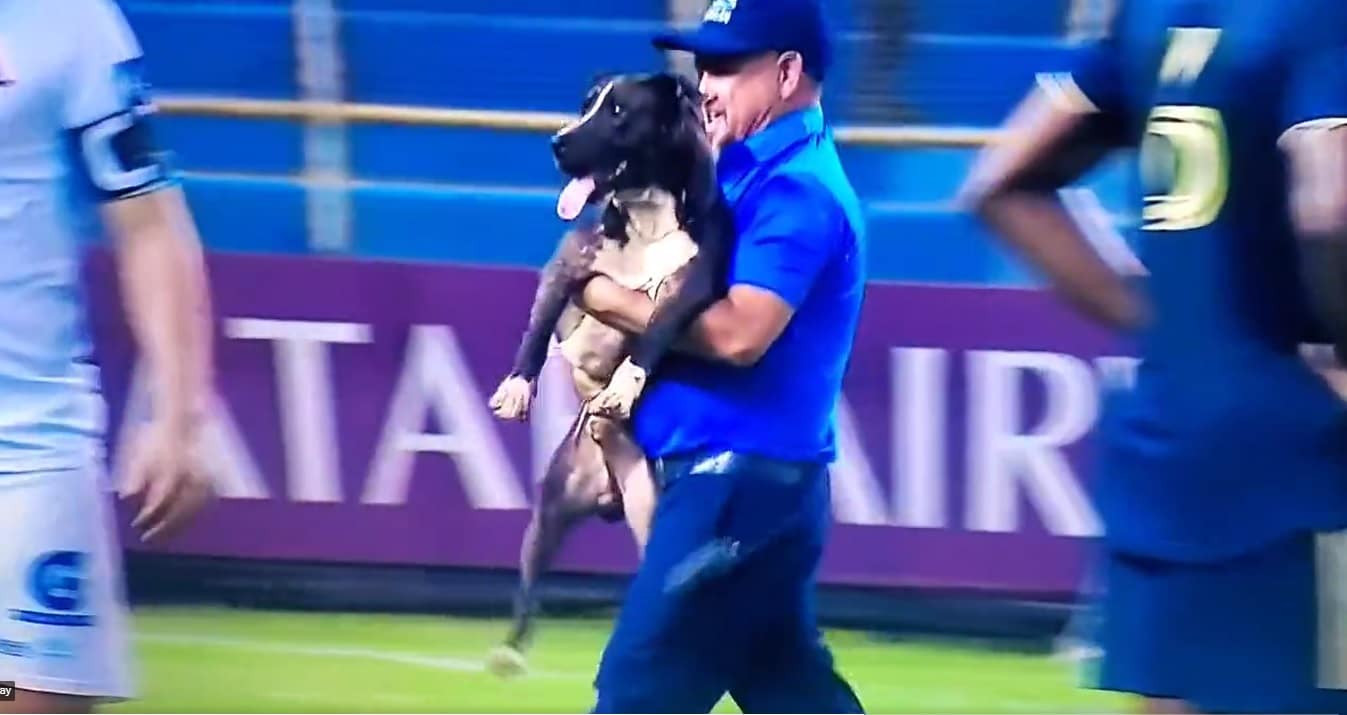 Security Removes Pitch Invader from Union Champion's League Game ...