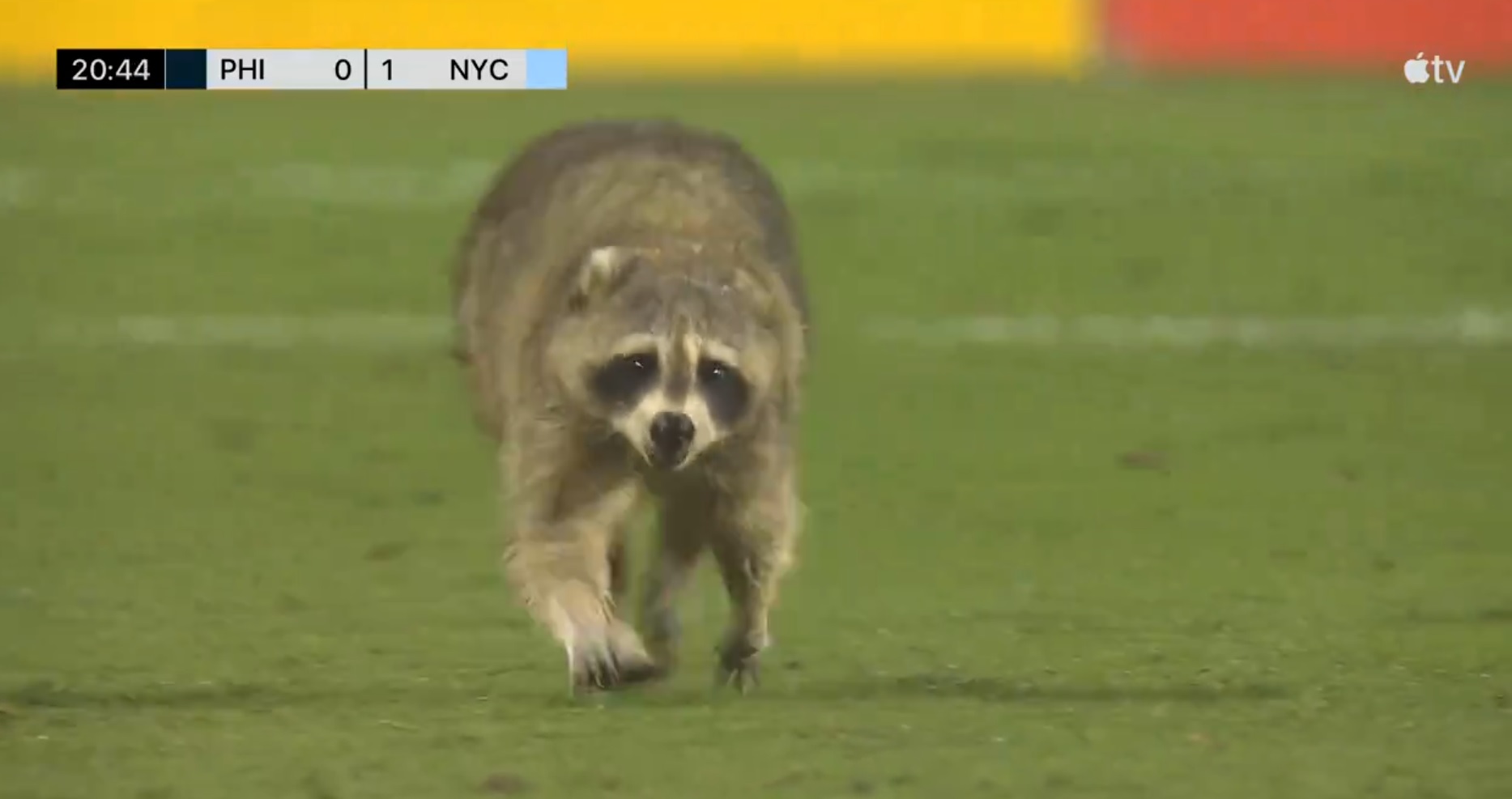 Shifty Raccoon Had One of the Better Individual Performances at Subaru ...