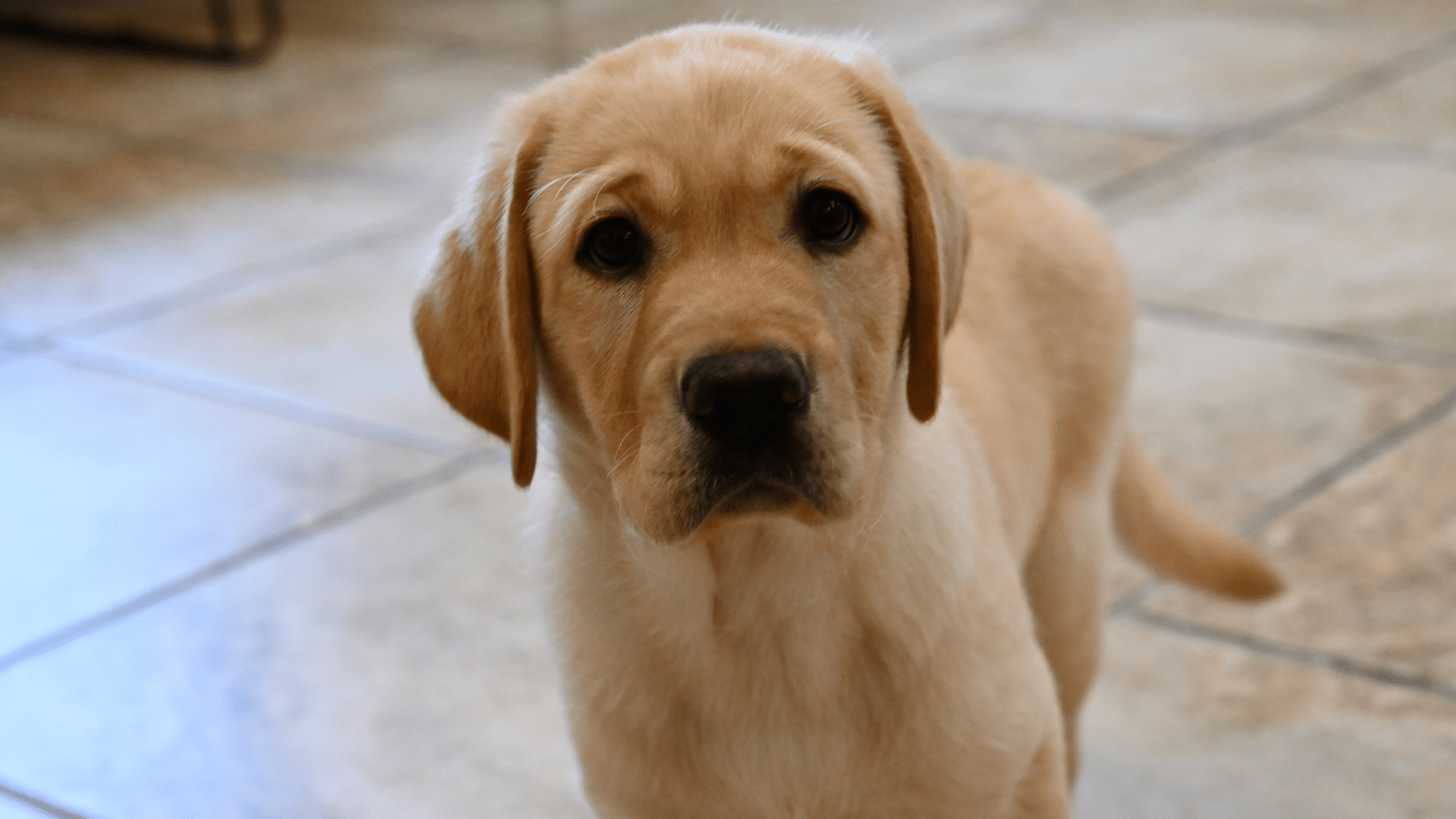 If New Flyers Dog "Stanley" Can't Lift the Cup Curse, Then Tank the ...